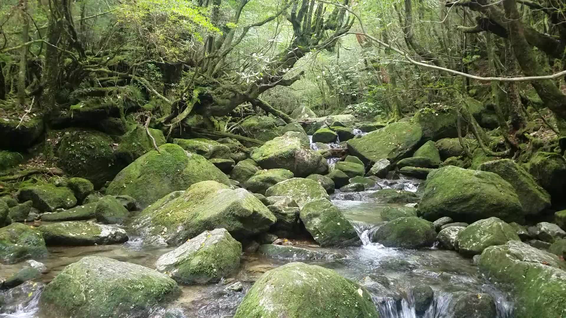 Four Days in Yakushima Japan - Flow It