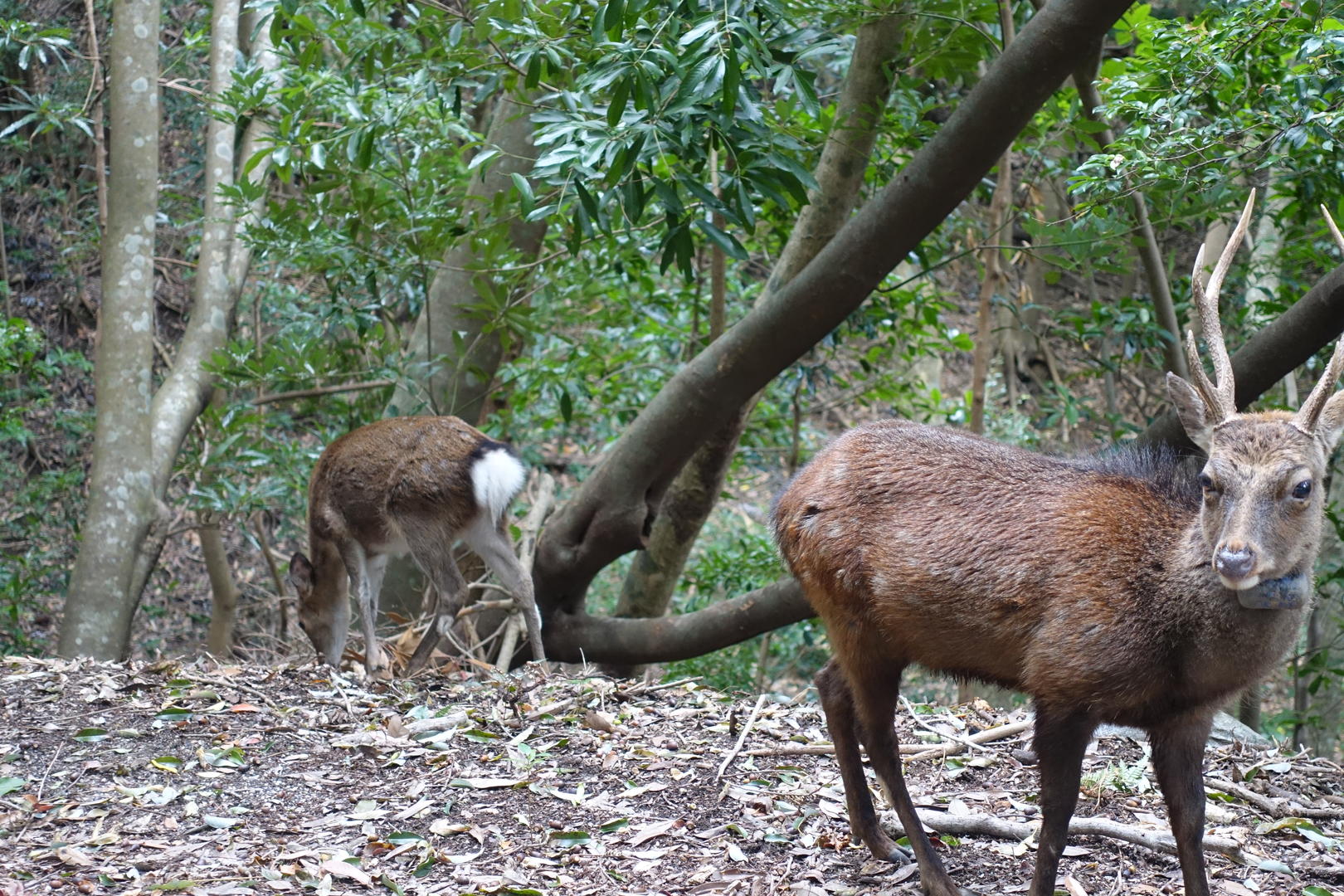 Four Days in Yakushima Japan - Flow It