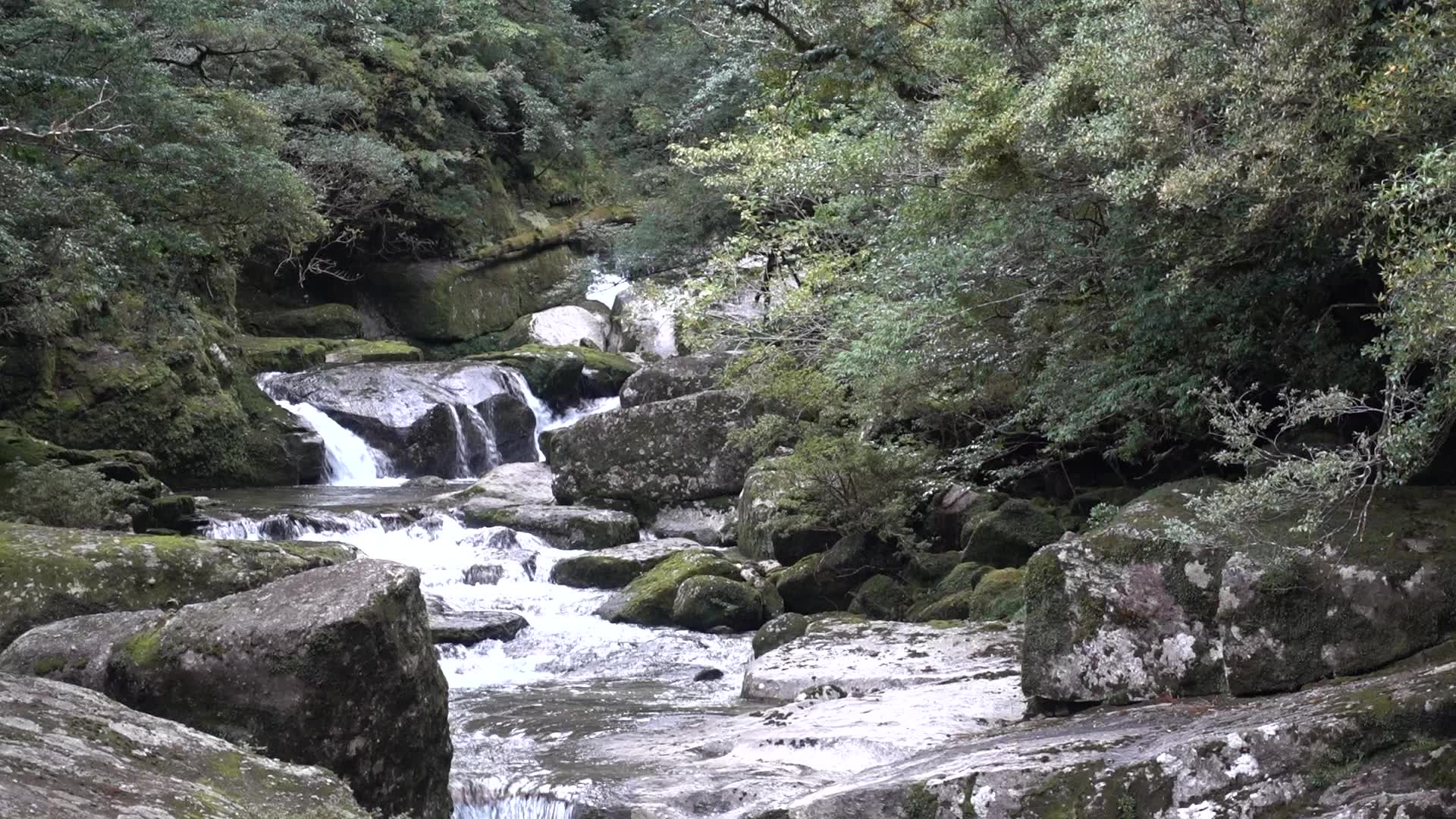 Four Days in Yakushima Japan - Flow It